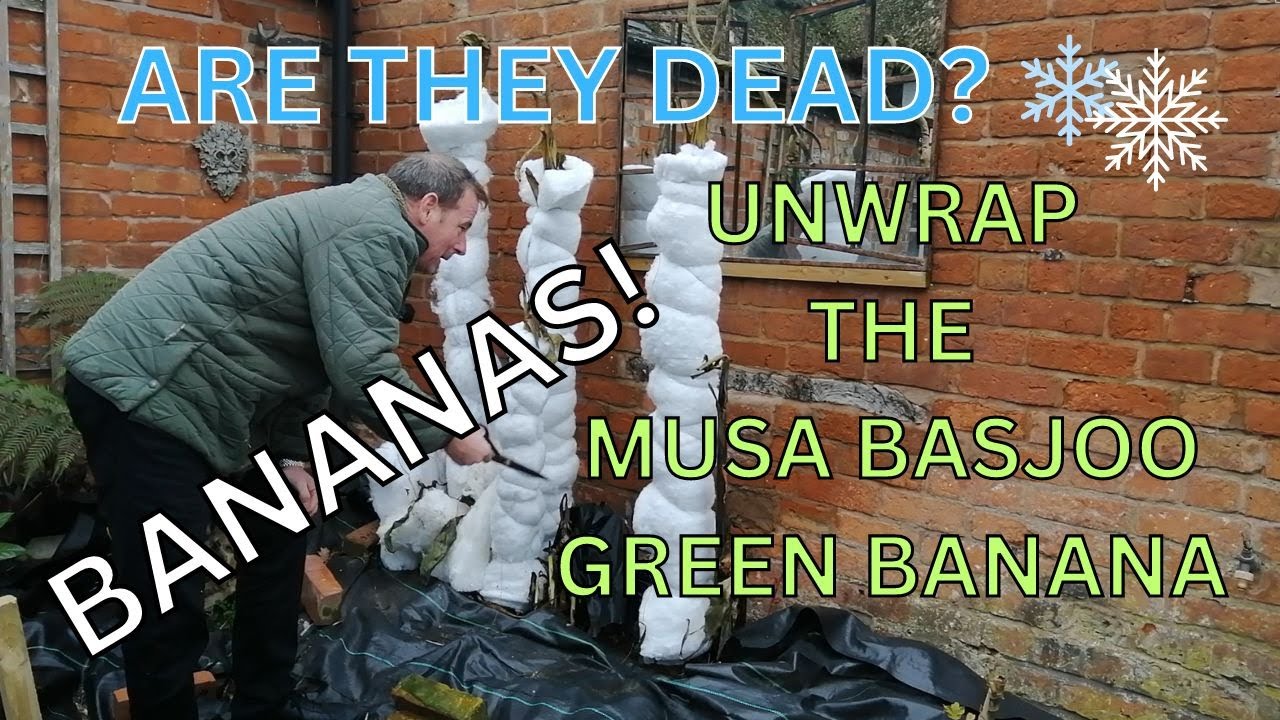 Musa Basjoo Green Banana Hardy Japanese Banana Winter Protection Spring ...