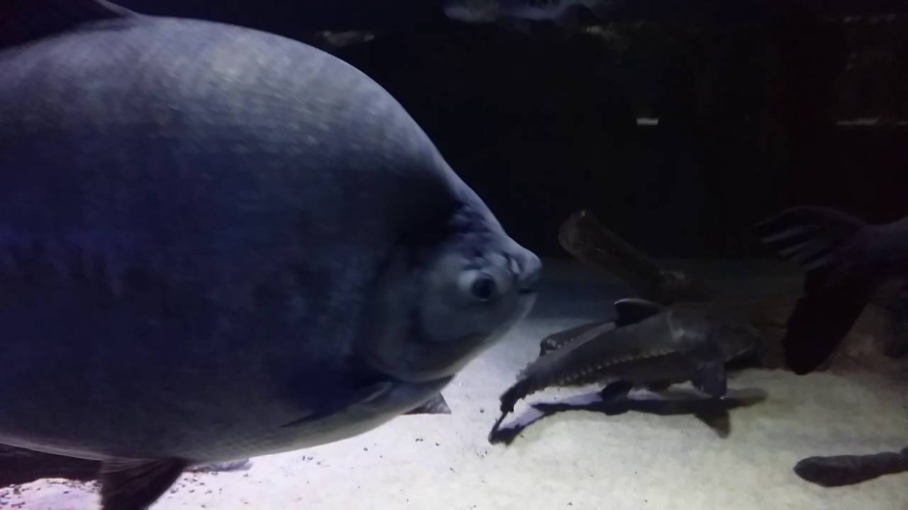 Catfish tank # zoo antwerpen - YouTube