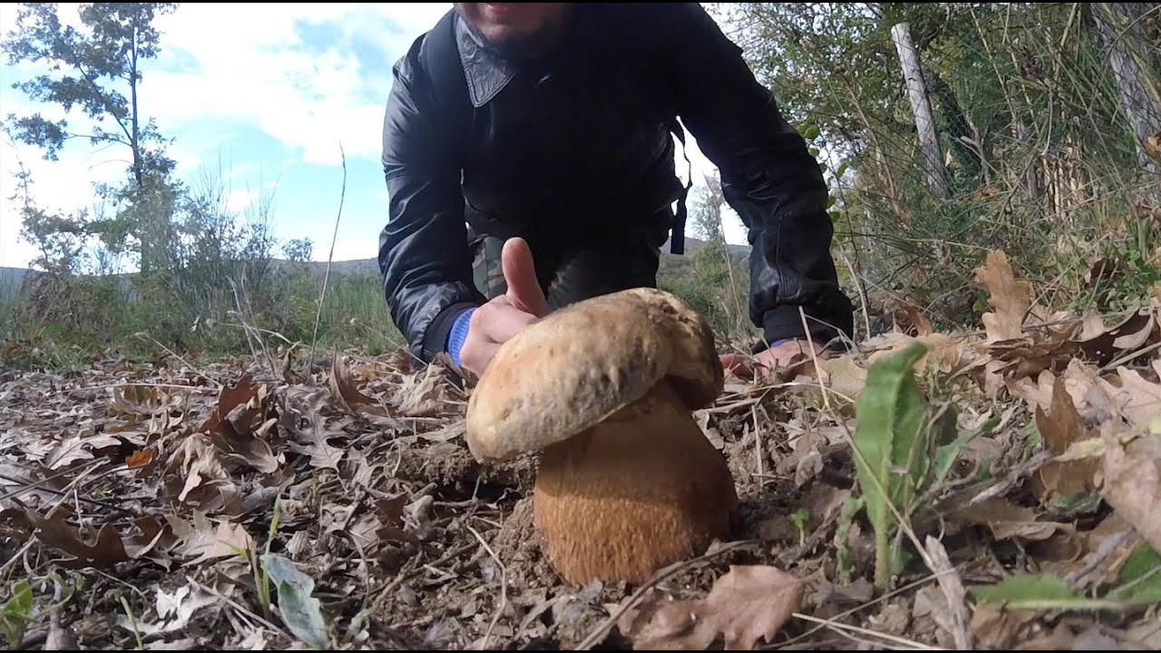 Funghi Porcini di Halloween 31 ottobre 2015 - Sono intorno a noi ...