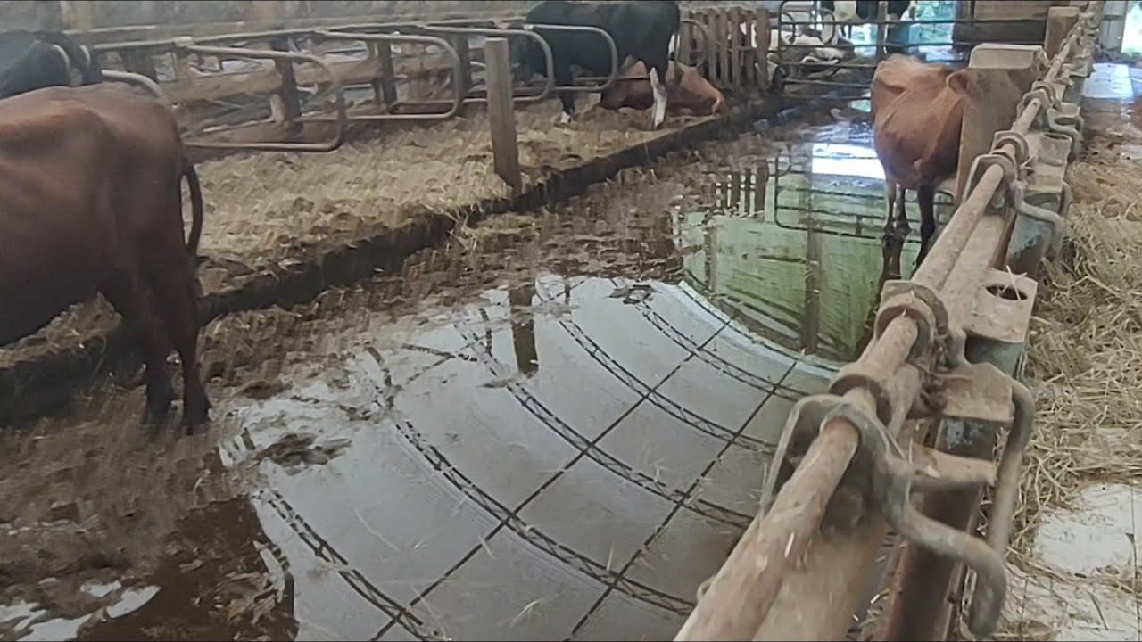 Cows decided to make their own swimming pool. - YouTube