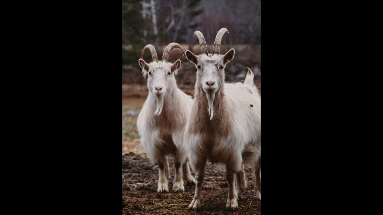 The Tales Of The Two Goats, Leviticus 16. The Day Of Atonement Has Been ...
