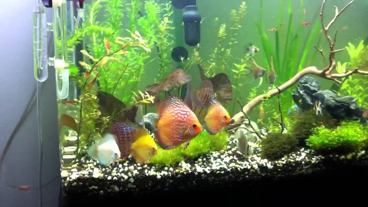Discus aquascape Sydney 2012 May 22 - YouTube