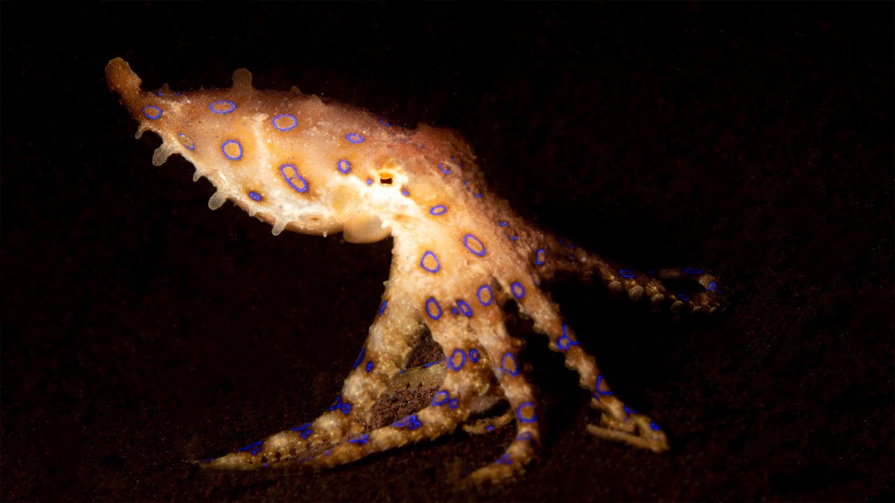 The deadly blue ring octopus 4K : Cool facts - YouTube