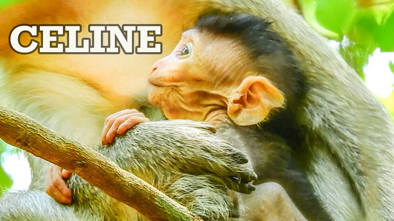 Wow! Baby Celine now she is so cute | The activity of baby Celine & mom ...