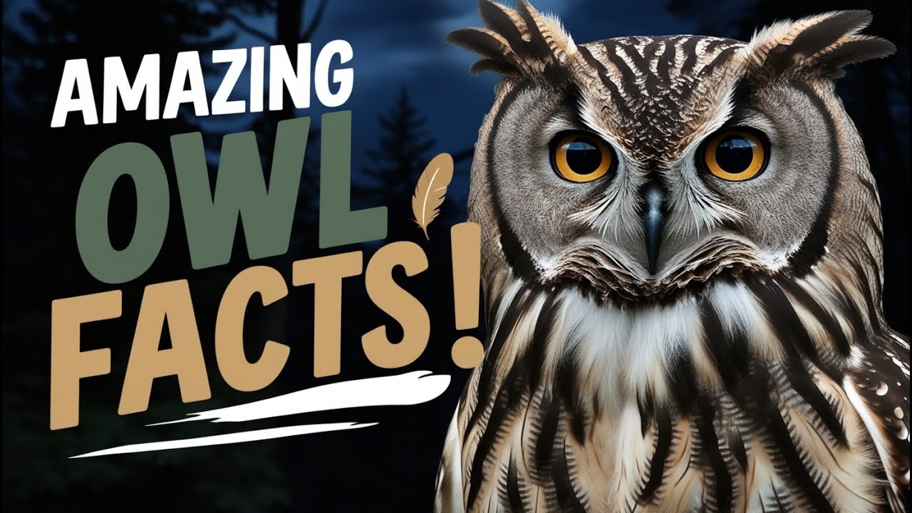"All About Owls: The Night's Silent Hunters" - YouTube