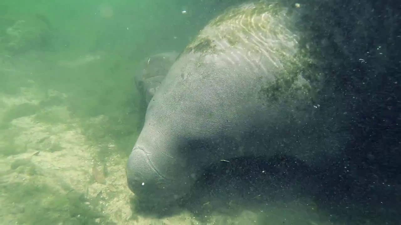 Newborn manatee in Crystal River Florida - YouTube