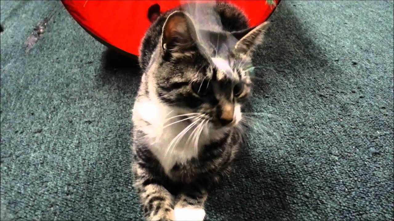 My name is Pip - YouTube