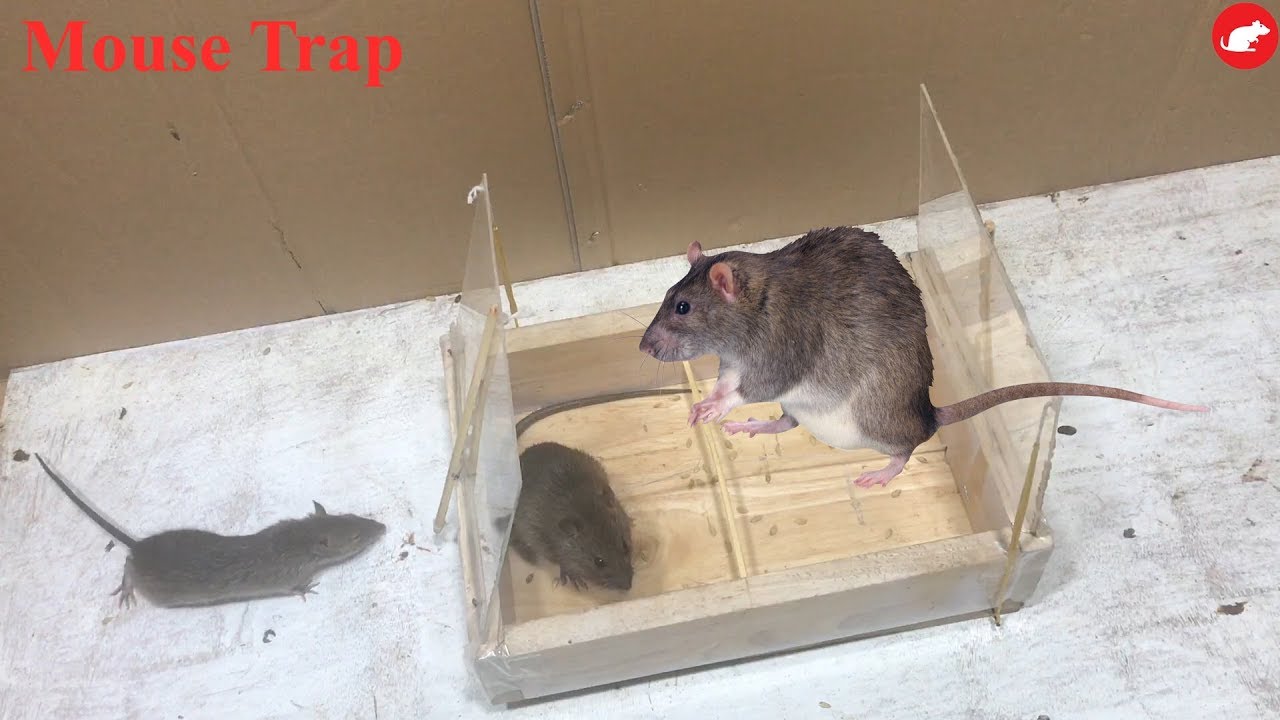 Idea Mouse/Rat Trap/HomeMade Mouse Trap Work Easy Saving A lot Of Mice ...