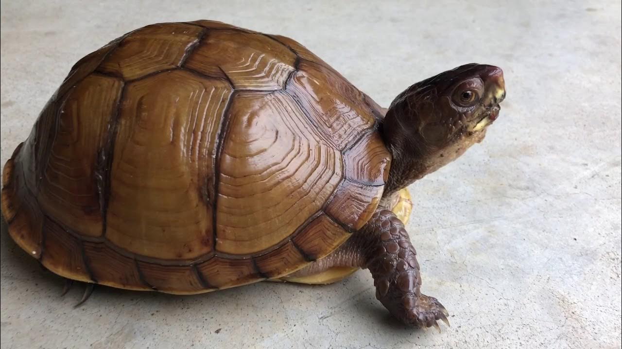 Caleb & Mommy Play With TURTLES! - YouTube