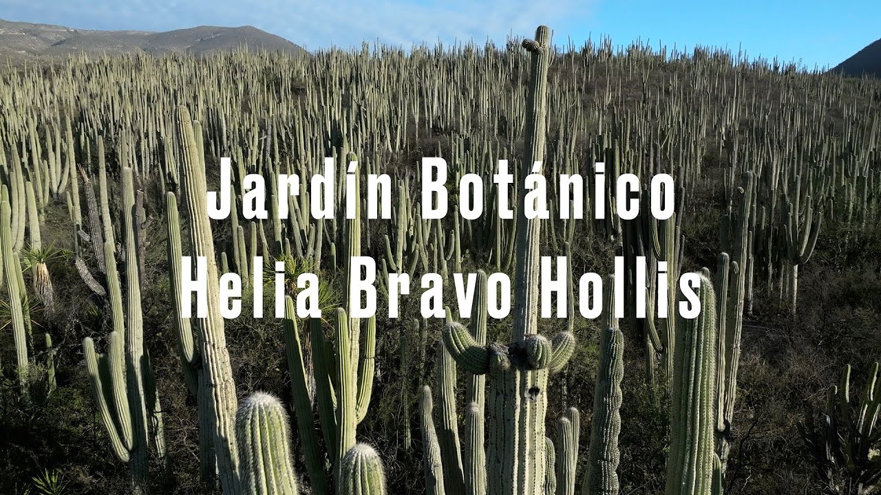 Jardín Botánico Helia Bravo Hollis - YouTube