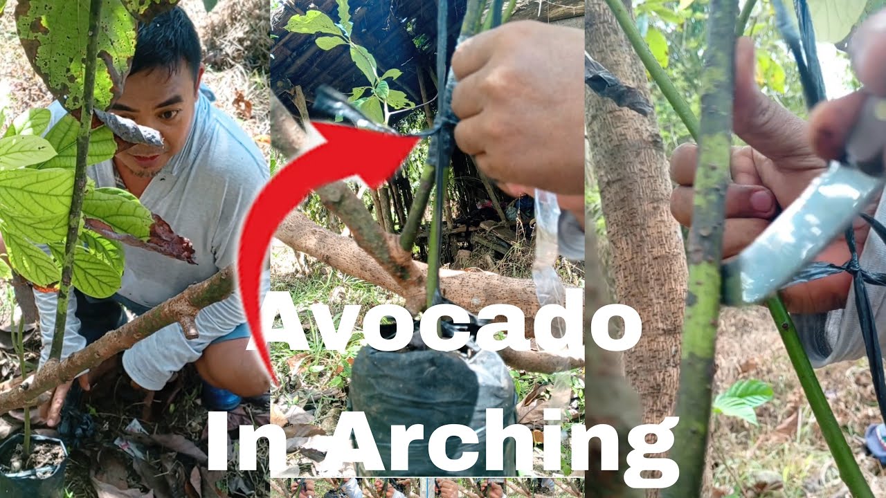 Avocado In Arching Grafting - YouTube