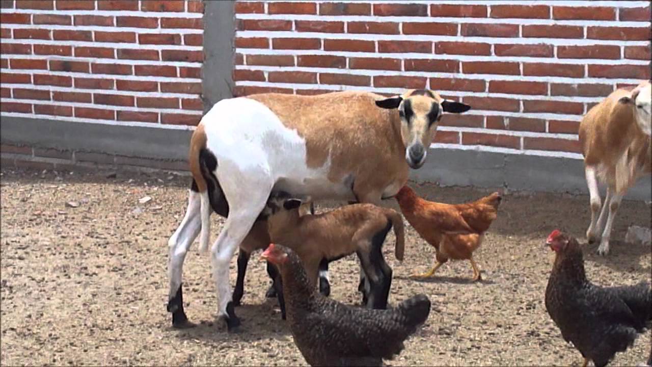 Borregos Recien Nacidos de 2 Dias HD - YouTube