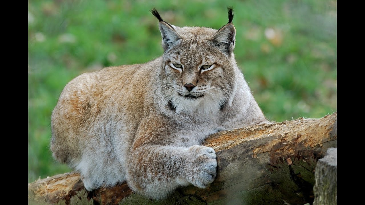 Wild Animals - Lynx Sounds - World of Animals - Animal Sounds Real ...