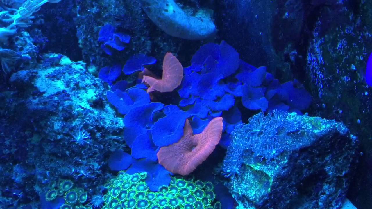 In Wall Reef Aquarium with DIY live rock. 11/24/15 - YouTube