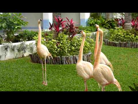 The Singing Flamingos - YouTube
