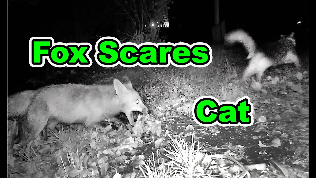 Fox Scares Cat - Caught on Trail Camera - YouTube