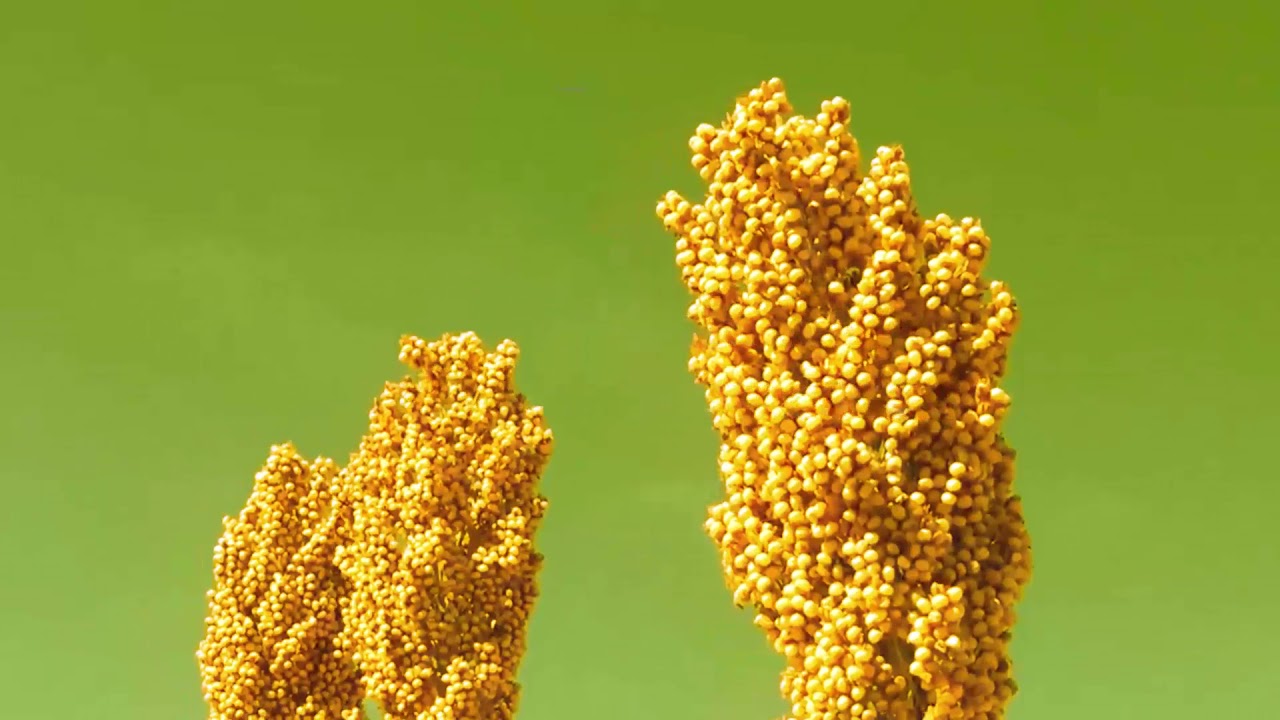 La Olla Rebelde- El Millo - YouTube