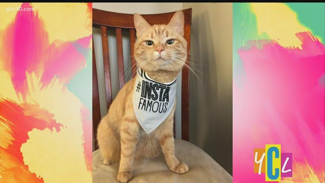 Meet the Insta Famous Cat - YouTube