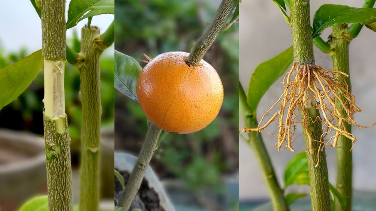 Lemon grafting success | best grafting technique on lemon tree | plant ...
