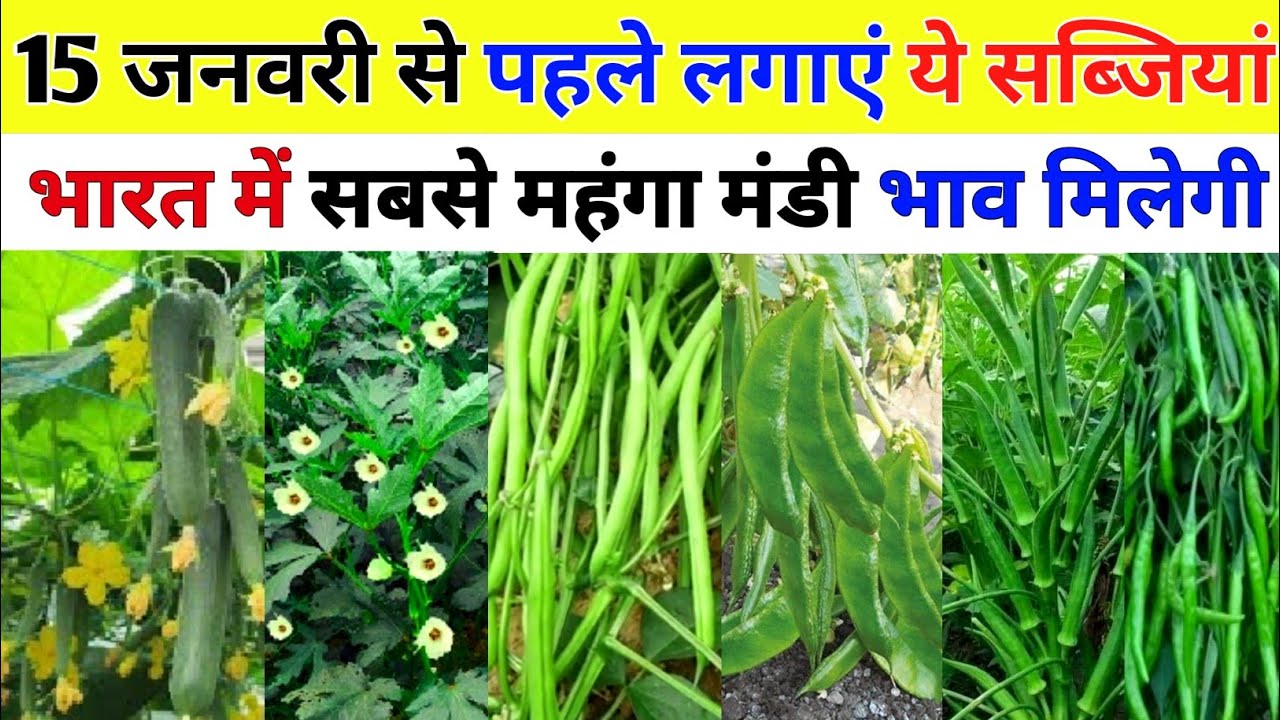 जनवरी की 10 अगेती सब्जियां| january me konsi sabji lagaye | january me ...