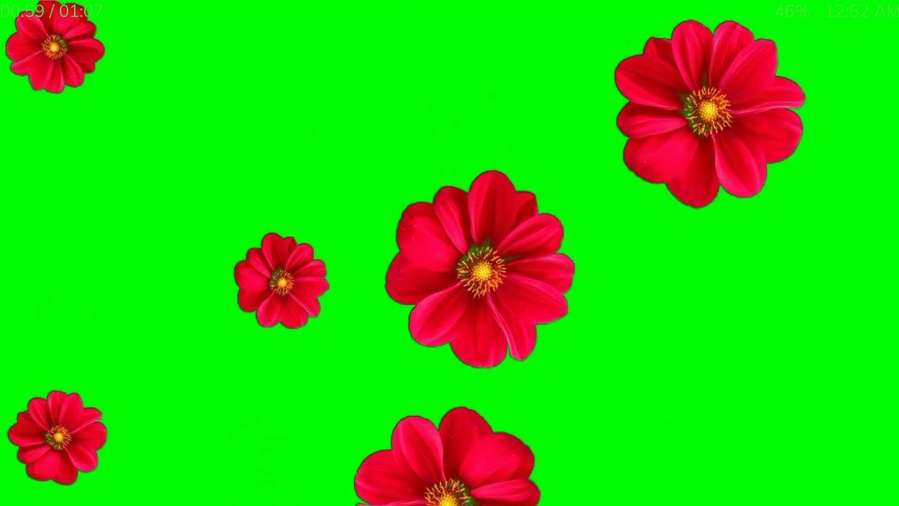 flower green screen background effort - YouTube