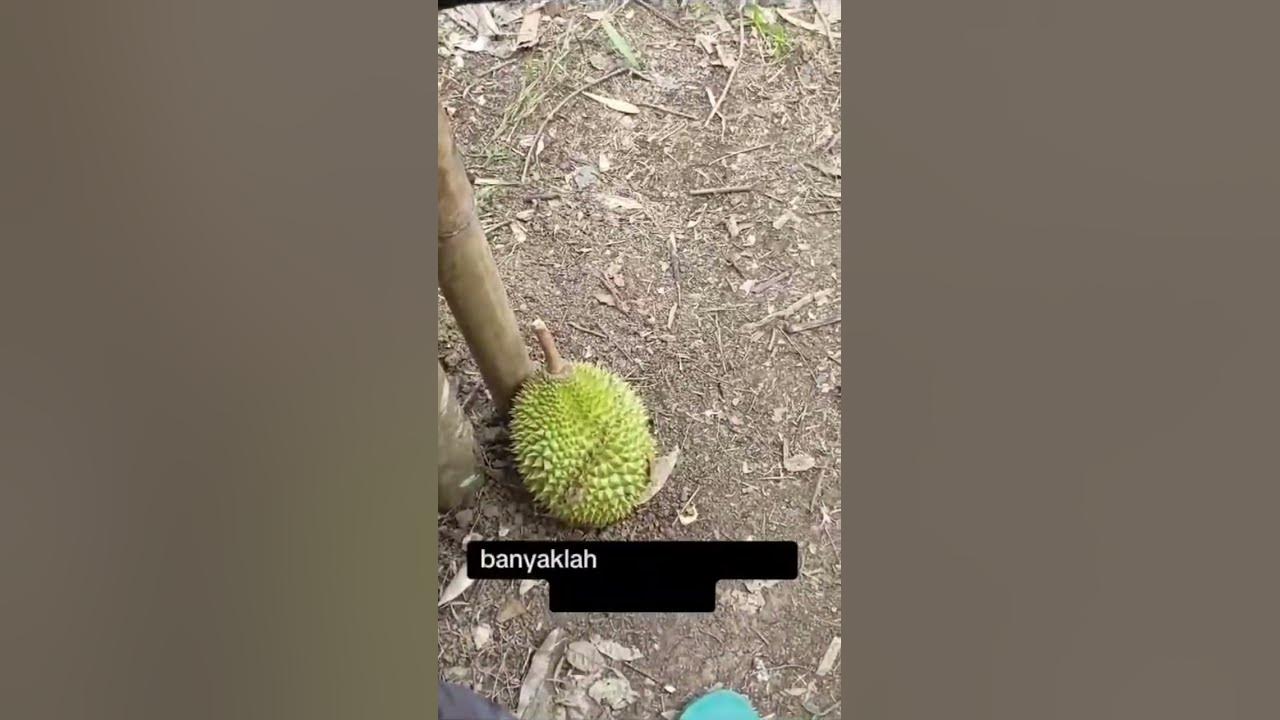 Nungguin durian berjam-jam, yang jatuh cuma 1,syedihhhhhhh - YouTube