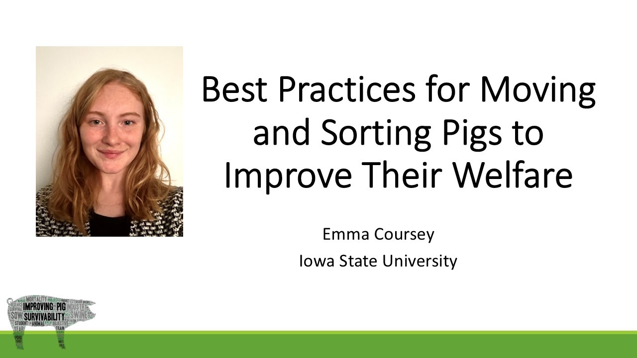 Best Practices for Moving and Sorting Pigs to Improve their Welfare ...