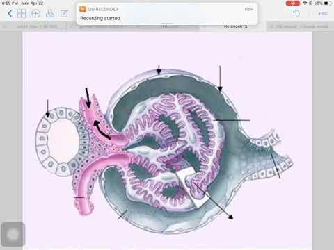 Extraglomerular Mesangial Cells
