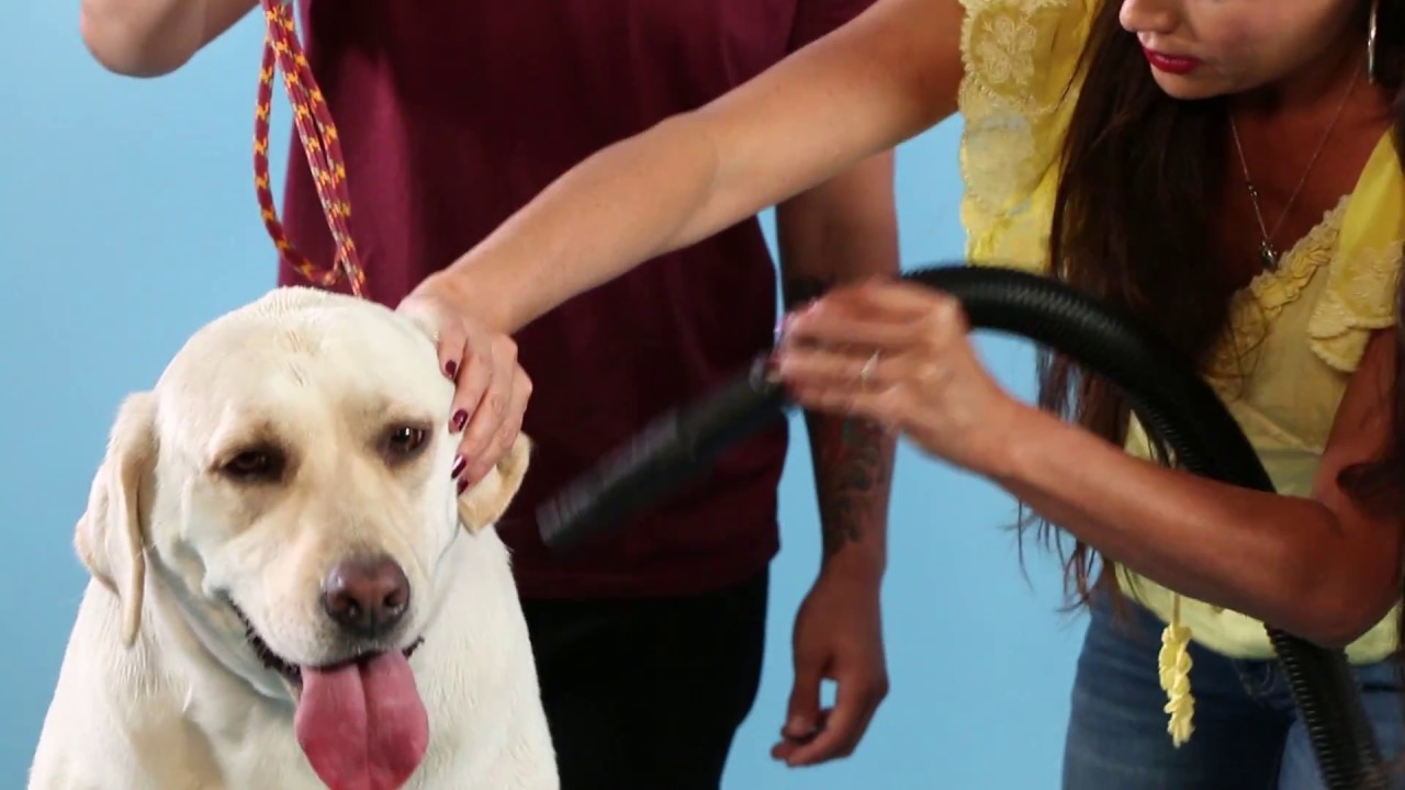 How to dry your dog with B-Air Fido Max 1 Dog Dryer and Andre Millan ...