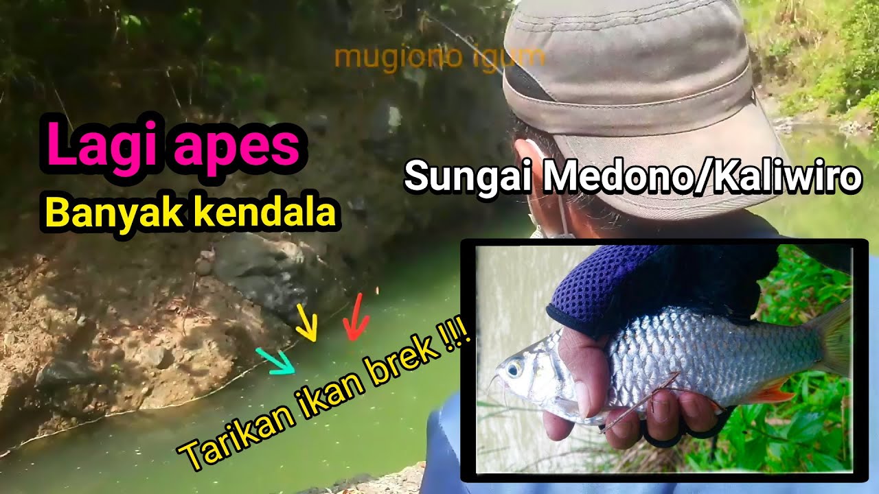TARGET IKAN BREK DI SUNGAI MEDONO KALIWIRO !! - YouTube