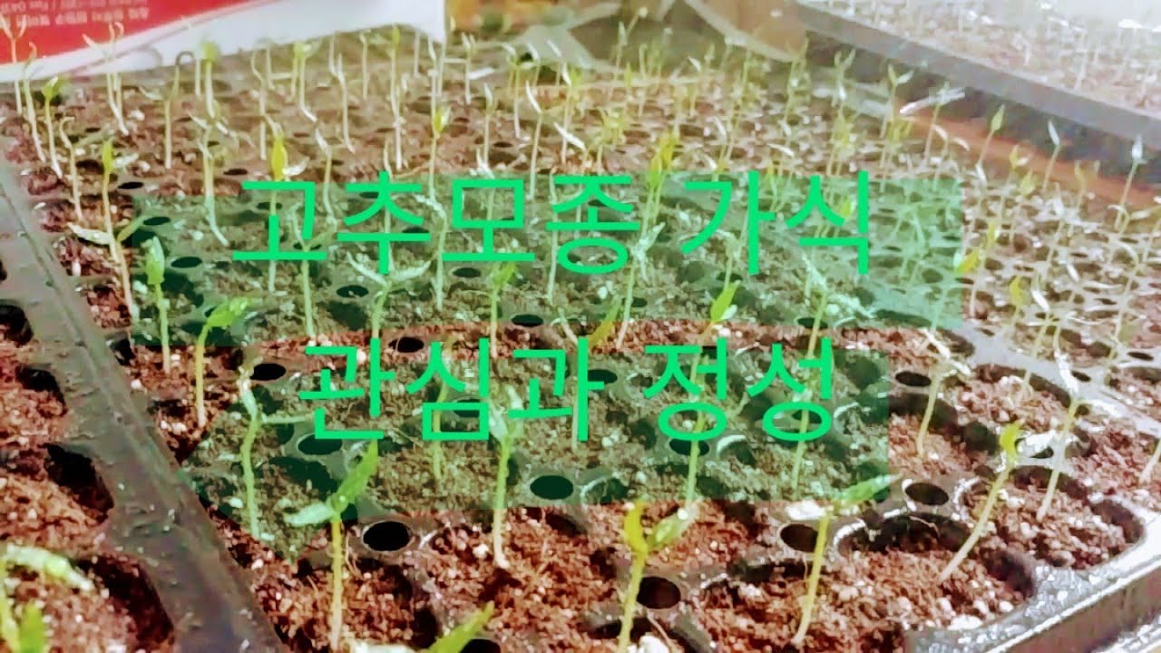 인자농부「Gabriel Corean Inja Farming」2021 고추농사 chilly pepper seedling 고추모종 ...