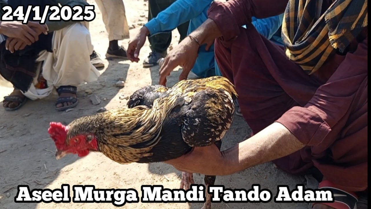 Aseel Murga Mandi Tando Adam Update || Aseel Murga|| Sindhi Murga ...