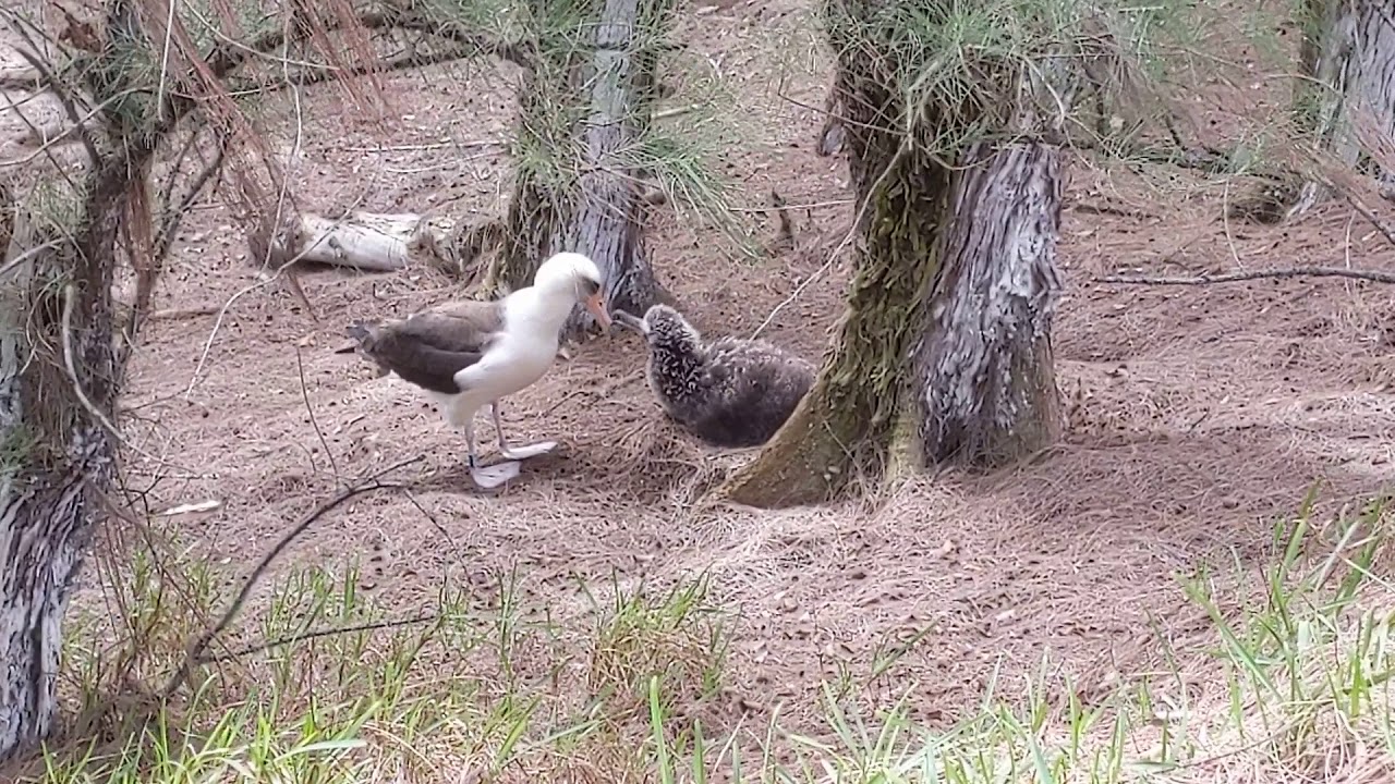 Baby albatross - YouTube