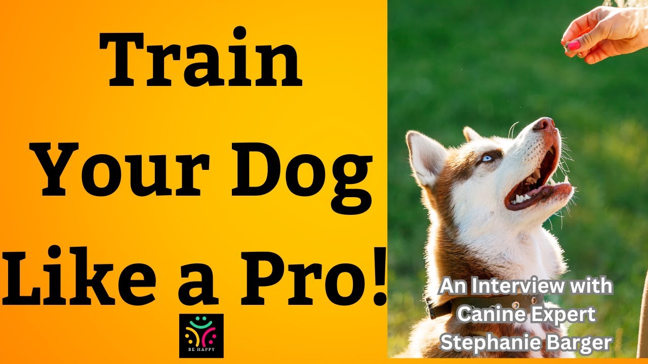 Expert Dog Training Tips For National Train Your Dog Month - YouTube