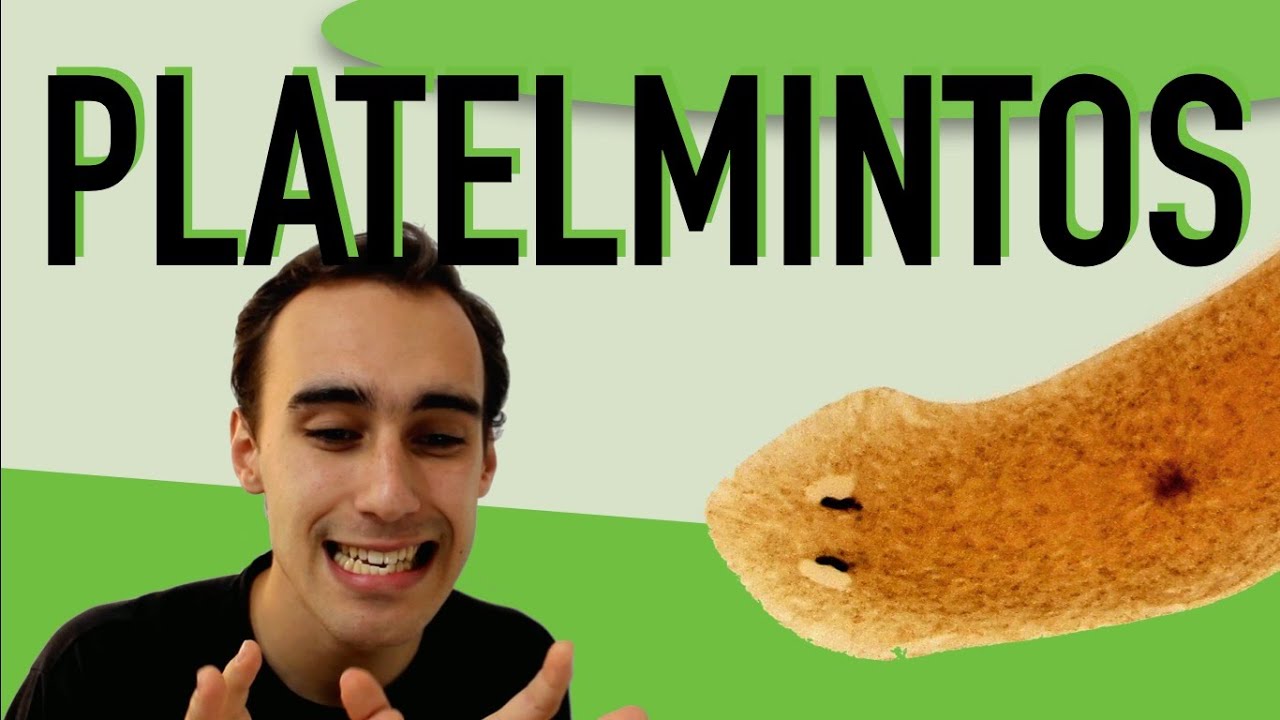 Zoologia - Platelmintos - YouTube
