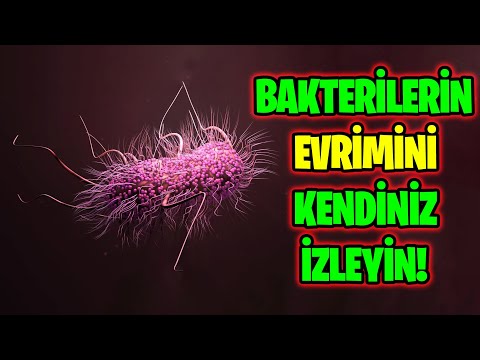 Evrimi Laboratuvarda Gözlemek: Bakterilerde Antibiyotik Direnci Deneyi