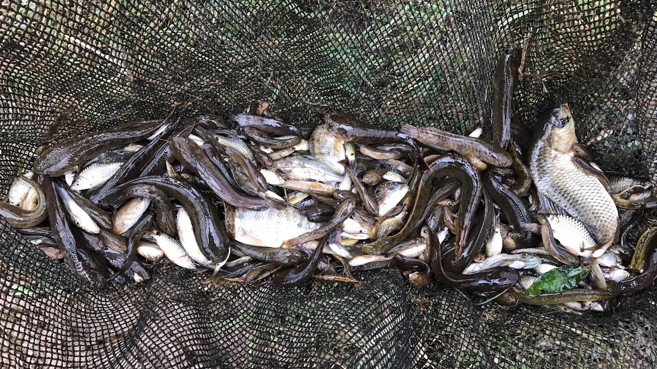 Old fishing method,traditional way and hand gathering - YouTube