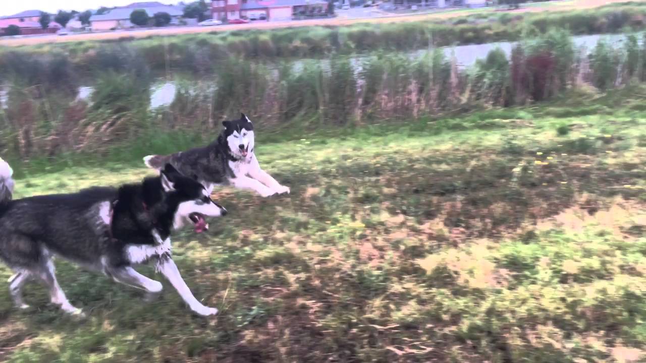 Delta the singing husky - play with Demon ;;; - YouTube