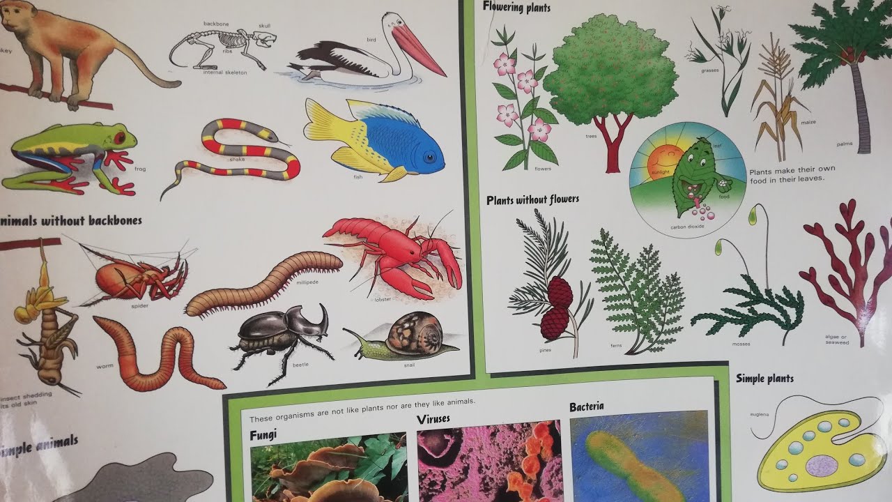 7 TAXONOMIC UNITS BIOLOGY F1/INTEGRATED SCIENCE GRADE 9 - YouTube
