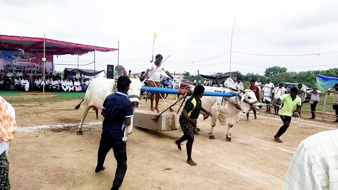 ongole bulls race in repalle-new bull race 2021-bulls race in telangana ...