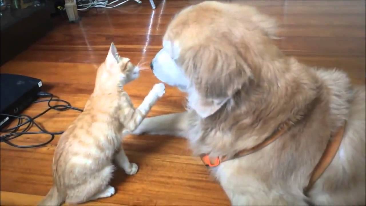 Break This Cat And Dog Have What You Might Call A Love Facebook 1 - YouTube