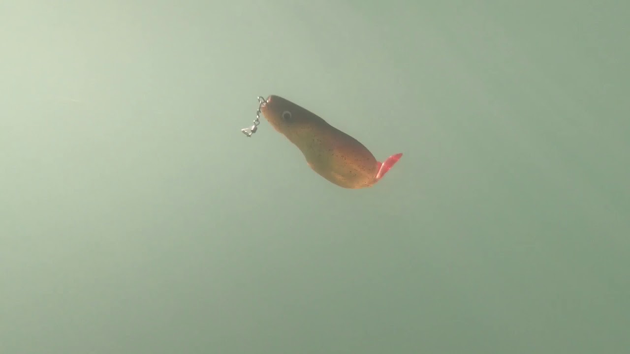 ORKA LURES : CRAZY SPOON - New 2019 - YouTube