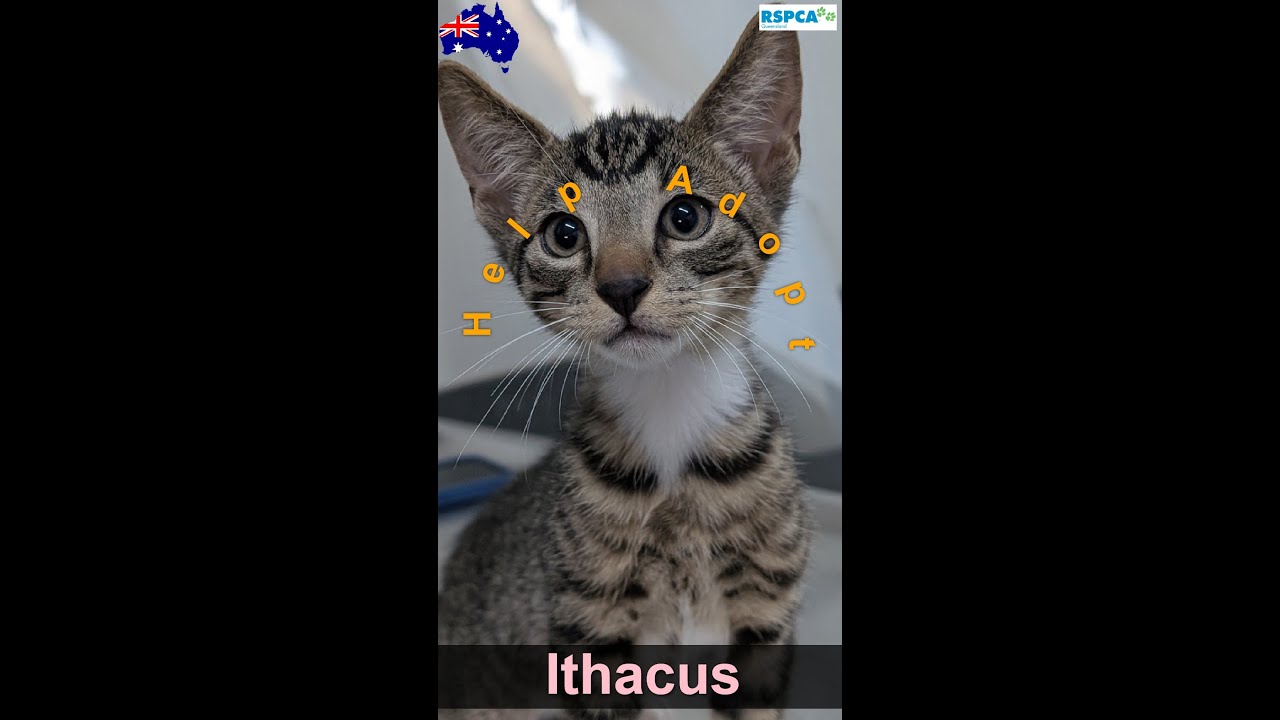 🐾Ithacus has been adopted! Kitten / Australia / Mackay / RSPCA ...