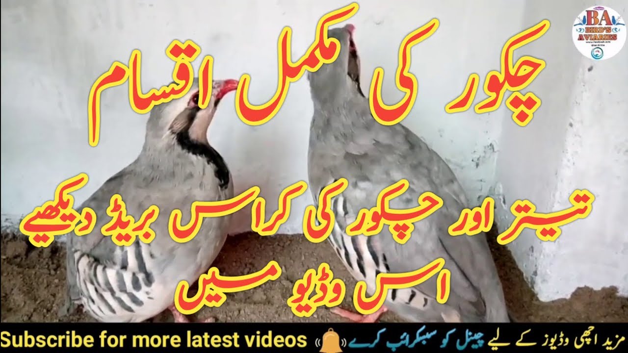 Chakoor Farming Business Idea ||Chakoor complete Mutation||چکور ...