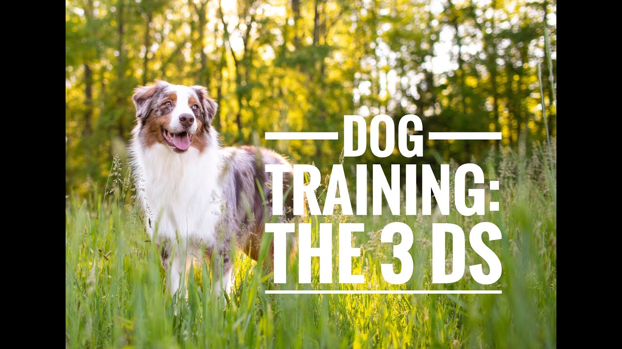 Dog Training: The 3 D’s - YouTube