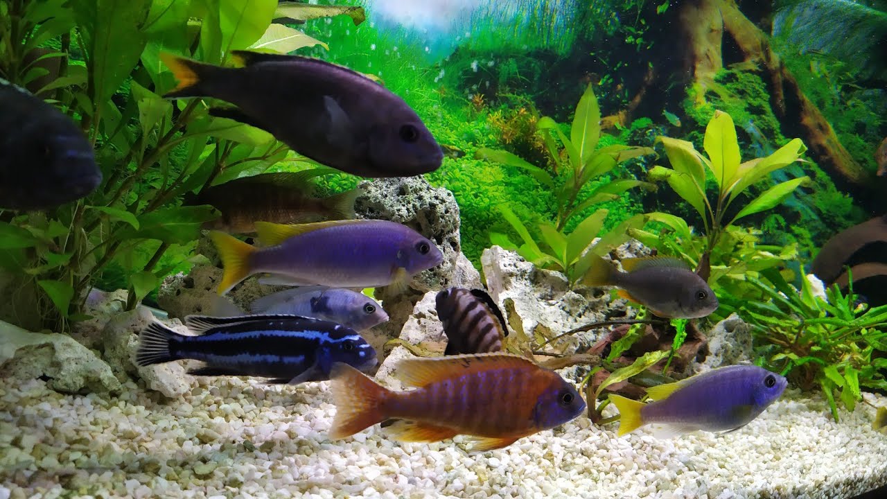 Beautiful Aquarium Fish at Malawi Aquarium Piękne Ryby Akwariowe Malawi ...