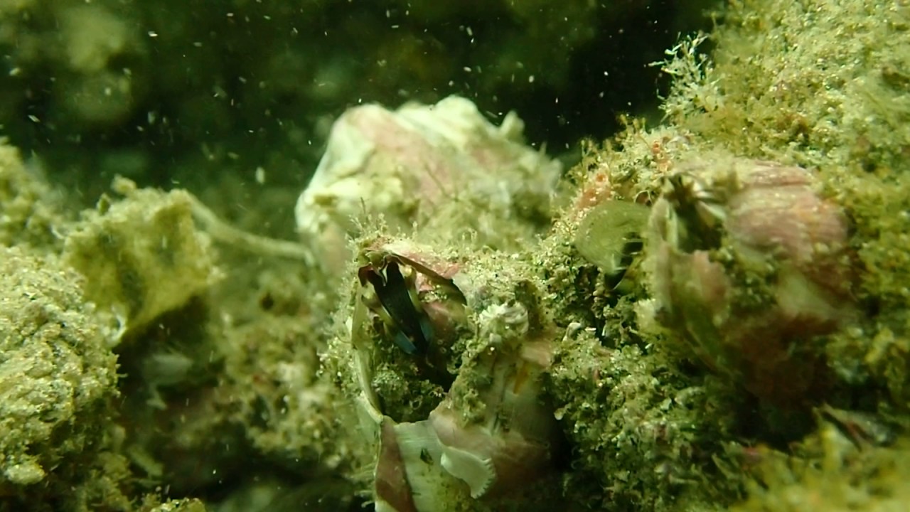 2016-12-17 : Diving GCS - Barnacles Feeding - YouTube