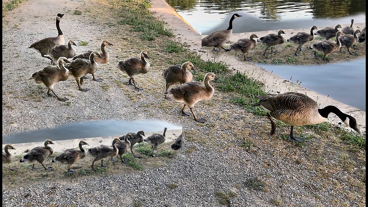 Canada Geese Goslings and adult Geese Up Close at the Lake - YouTube