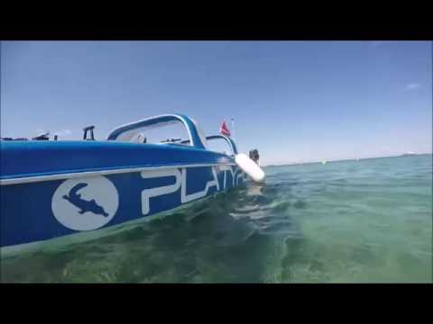 Platypus Flying underwater is now a reality - YouTube