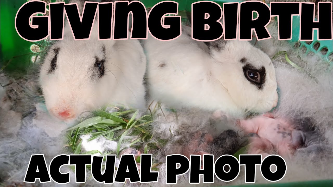 So cute giving birth/Amazing Rabbit @6batch/Baby RenRen - YouTube